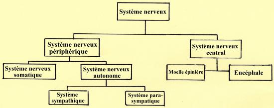 Le Sytème Nerveux :: Les facteurs influants sur la mémoire, ses ...